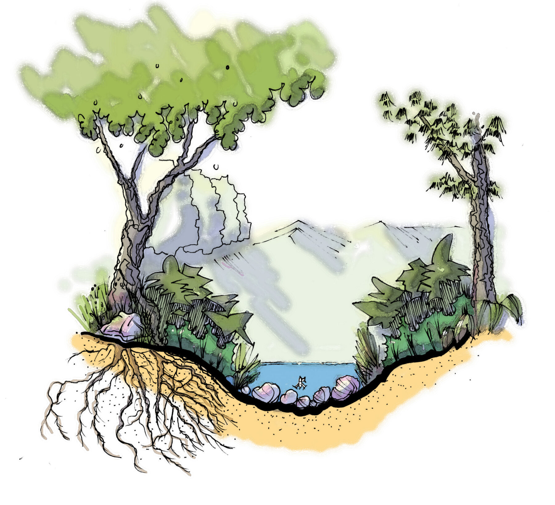 Friends of the Cheat » Riparian Reforestation