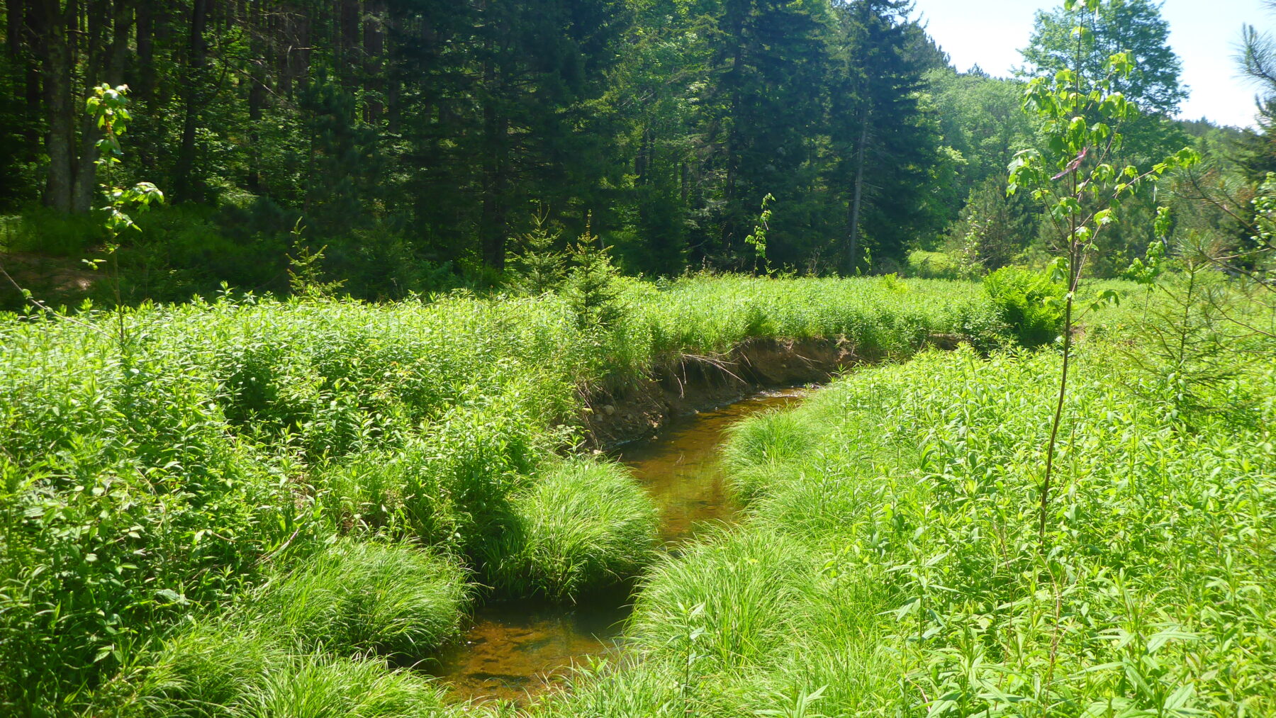 Friends of the Cheat » Riparian Reforestation