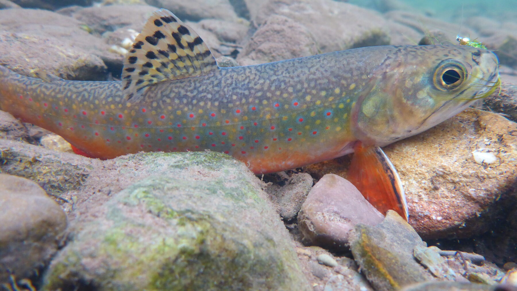 Friends of the Cheat » Riparian Reforestation